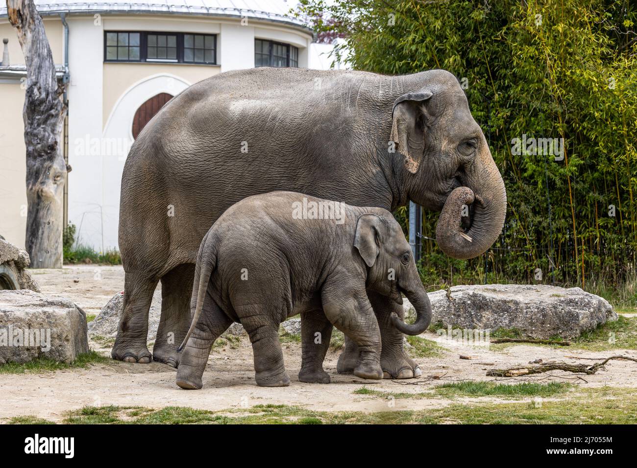 A young little Asian elephant, Elephas maximus also called Asiatic ...