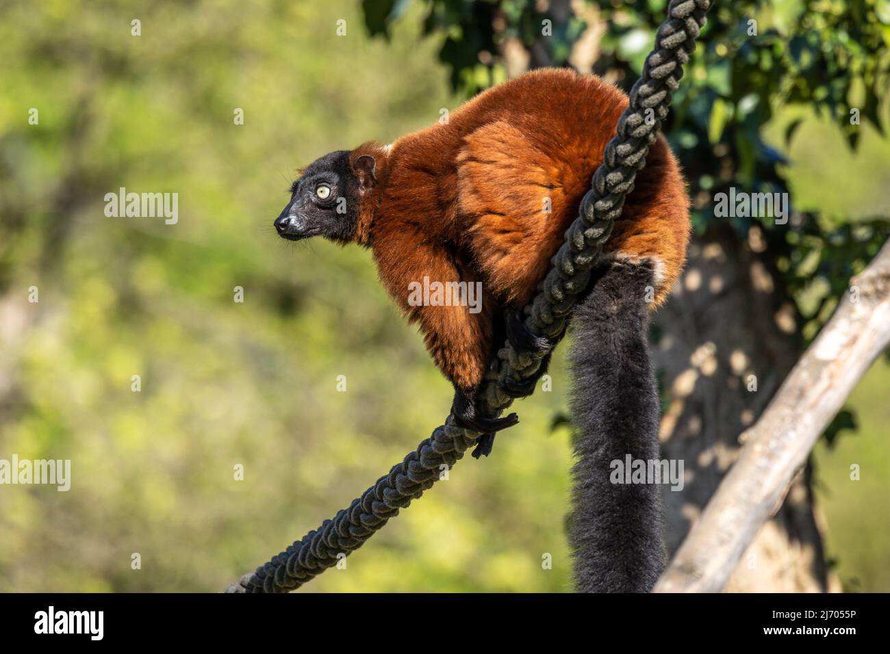 The red ruffed lemur, Varecia rubra is one of two species in the genus ...