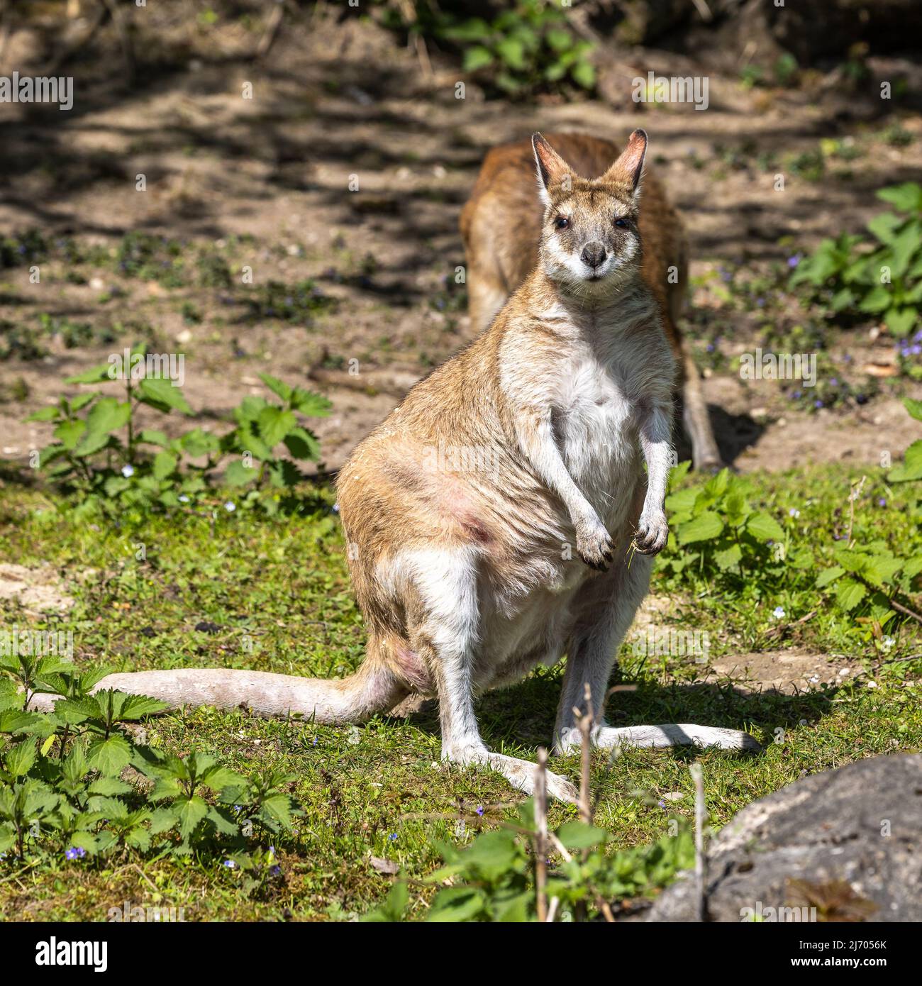 The agile wallaby, Macropus agilis also known as the sandy wallaby is a ...