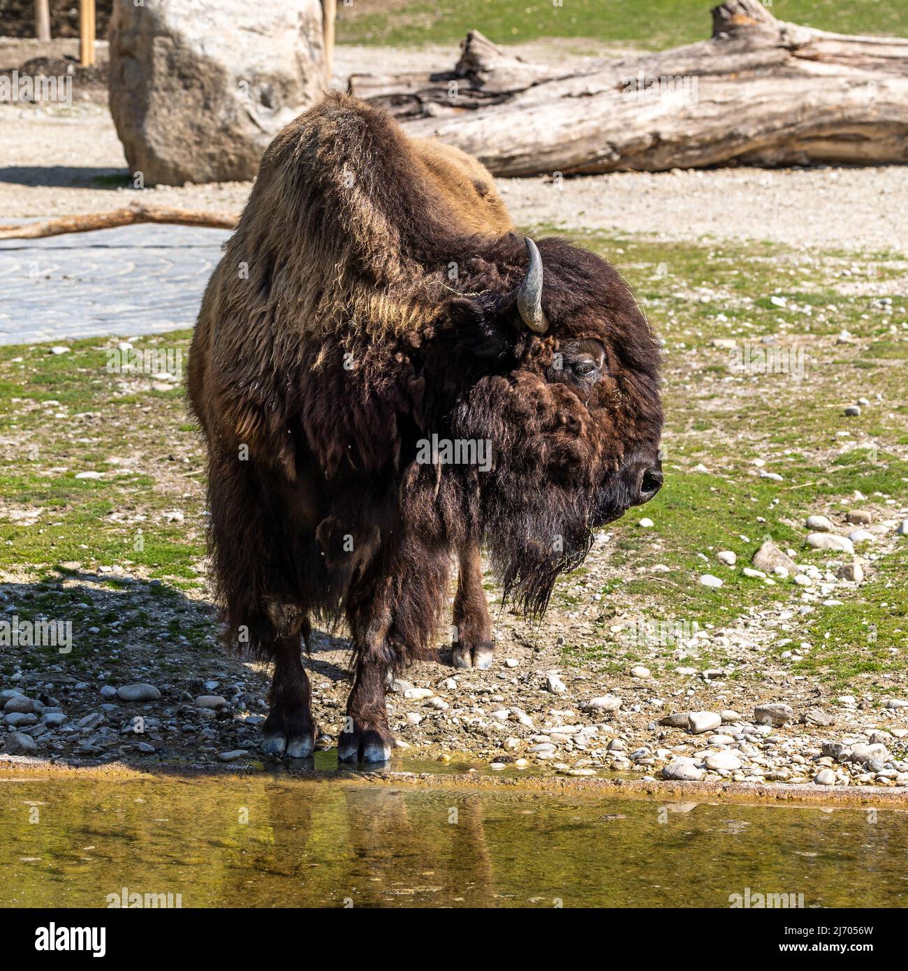 American bison bison bison simply buffalo hi-res stock photography and ...