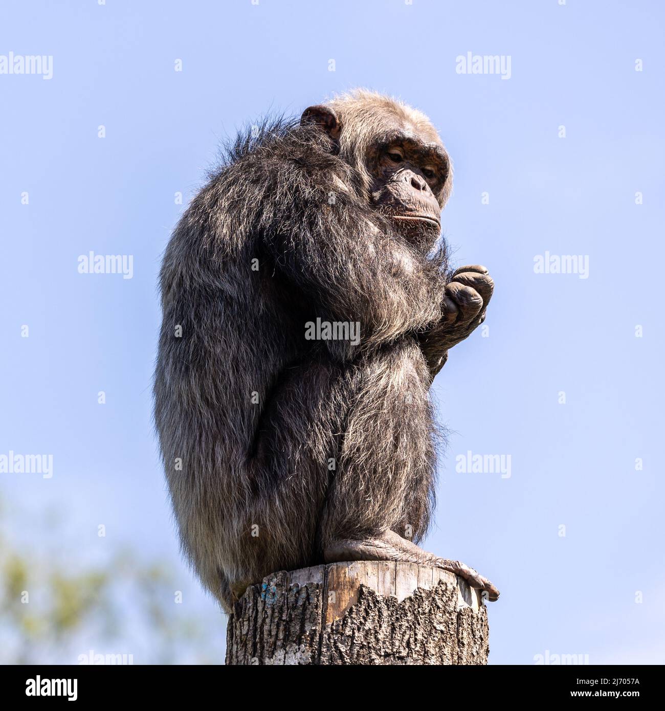 Common Chimpanzee, Pan troglodytes, popular great ape from African ...