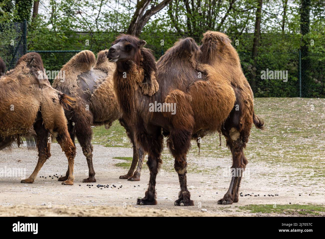 The Bactrian camels, Camelus bactrianus is a large, even-toed ungulate ...