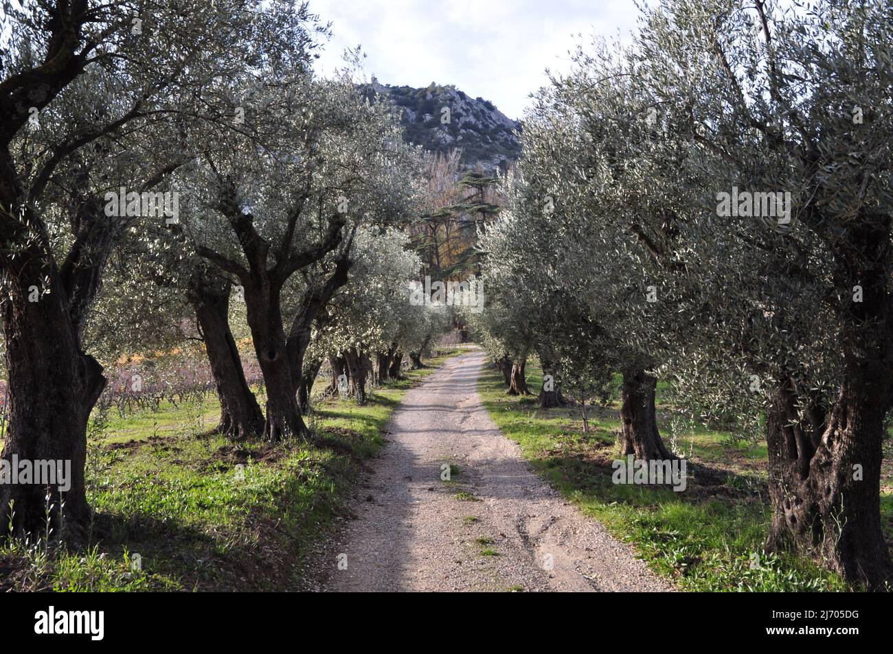 Alley of olive trees in Provence Stock Photo - Alamy