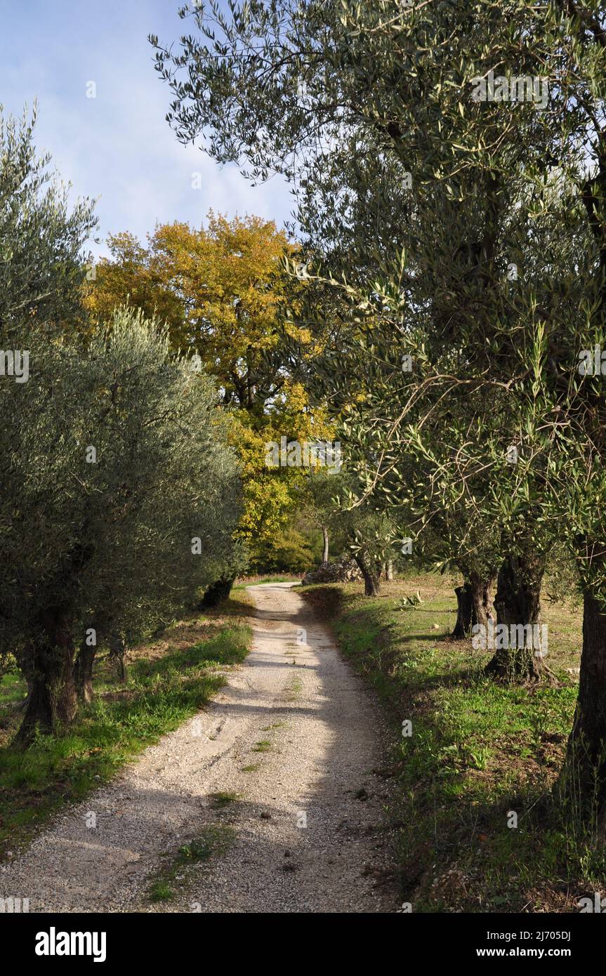 Alley of olive trees in Provence Stock Photo - Alamy