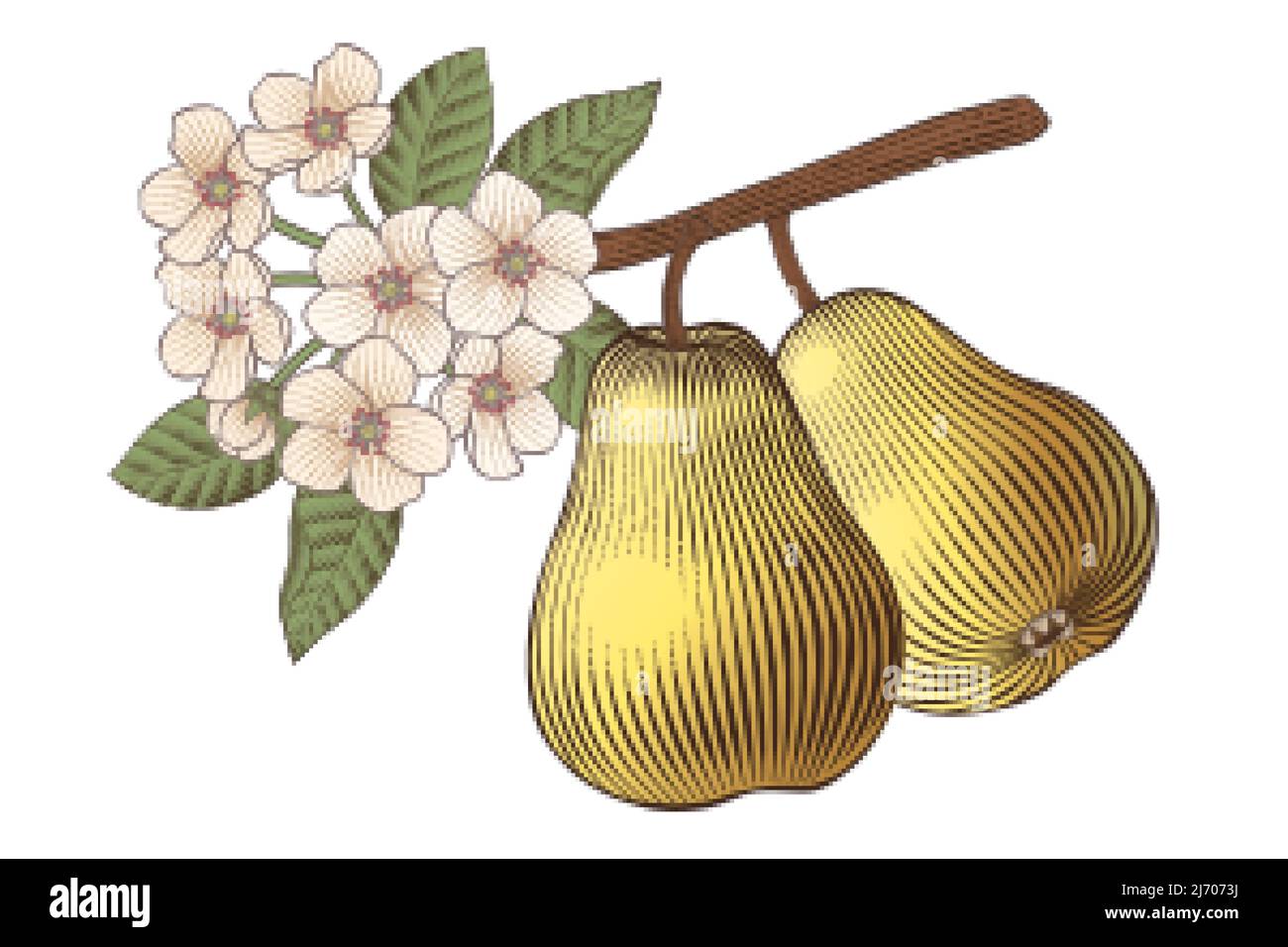 Pear tree woodcut Stock Vector Images - Alamy