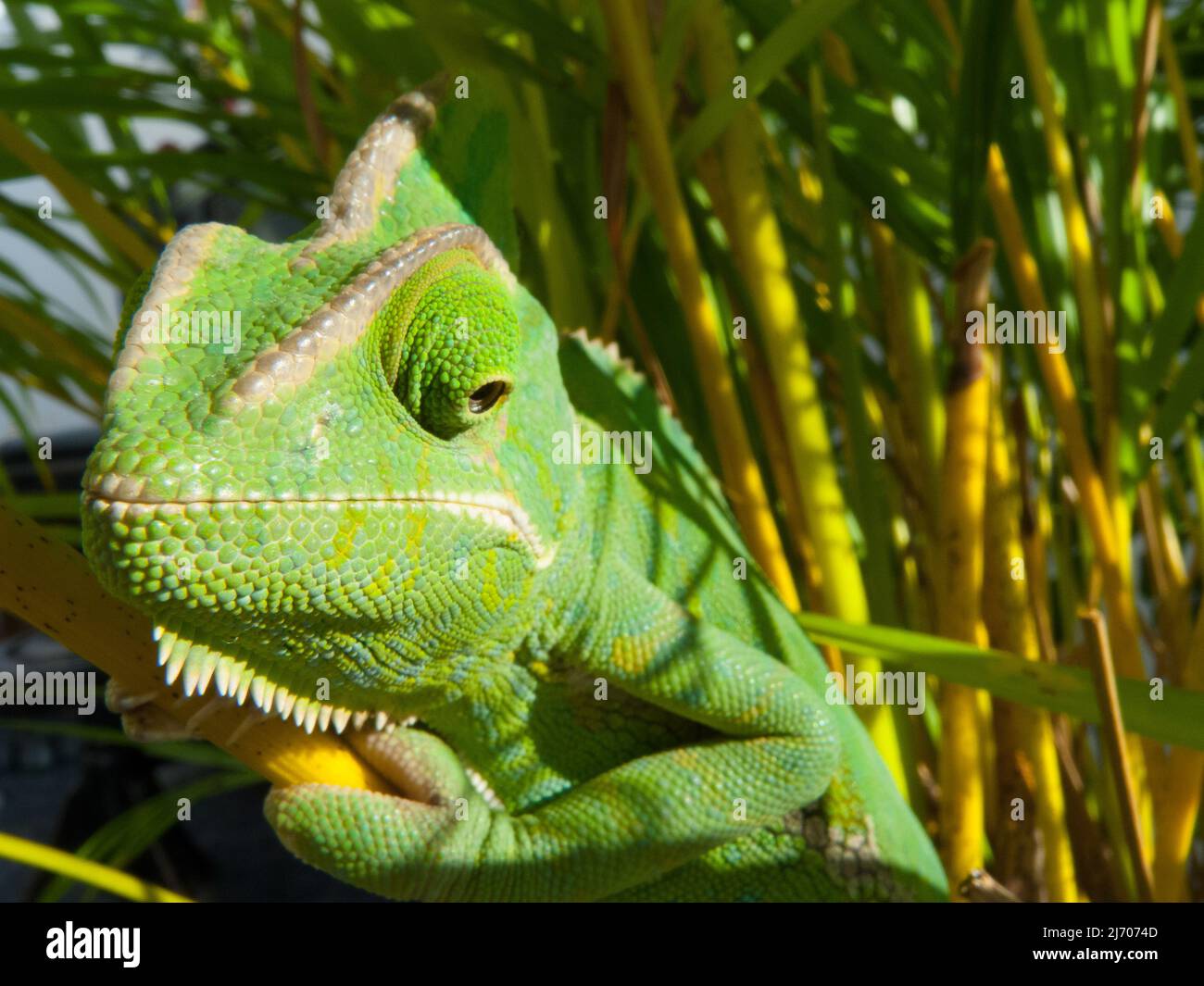 Chameleon head. Sitting in Bamboo. Female Yemen Chameleon looking ahead ...