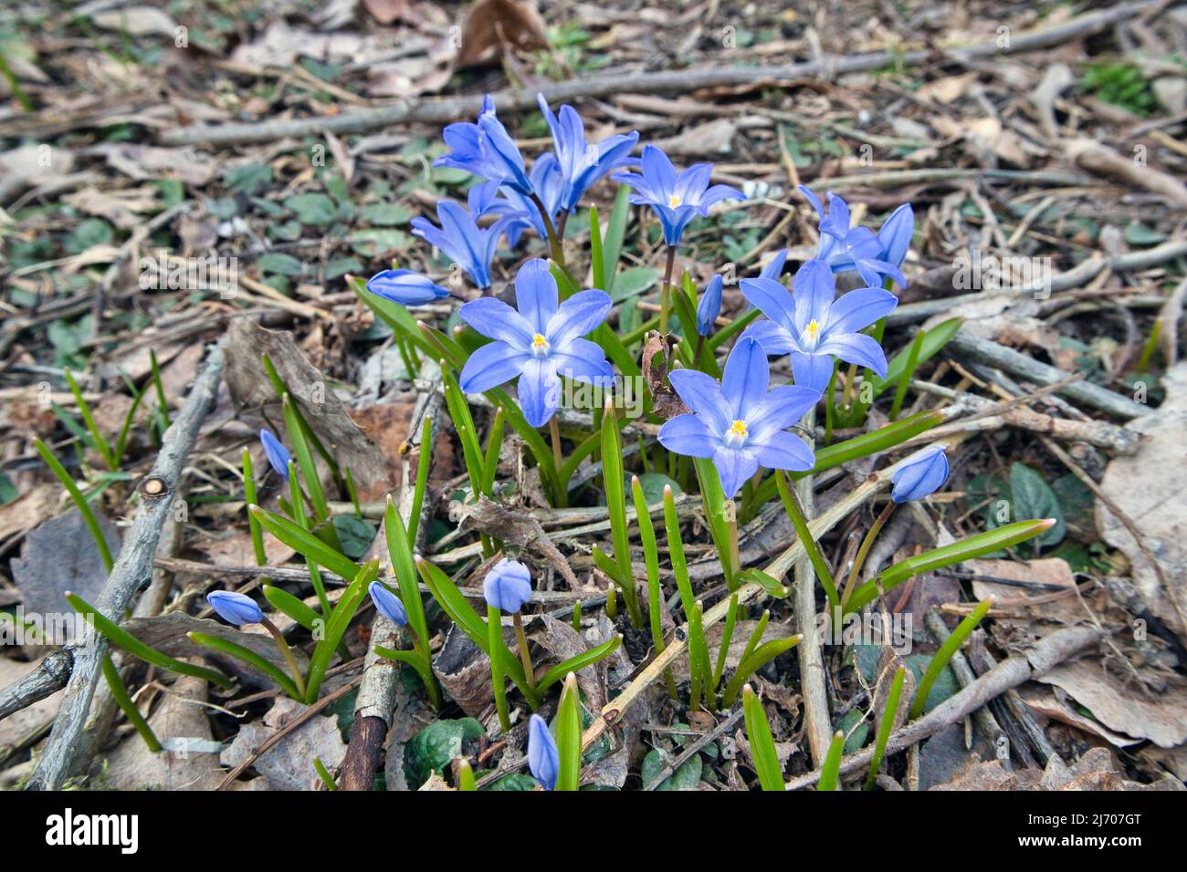 Glory of the snow flowers in springtime Stock Photo - Alamy