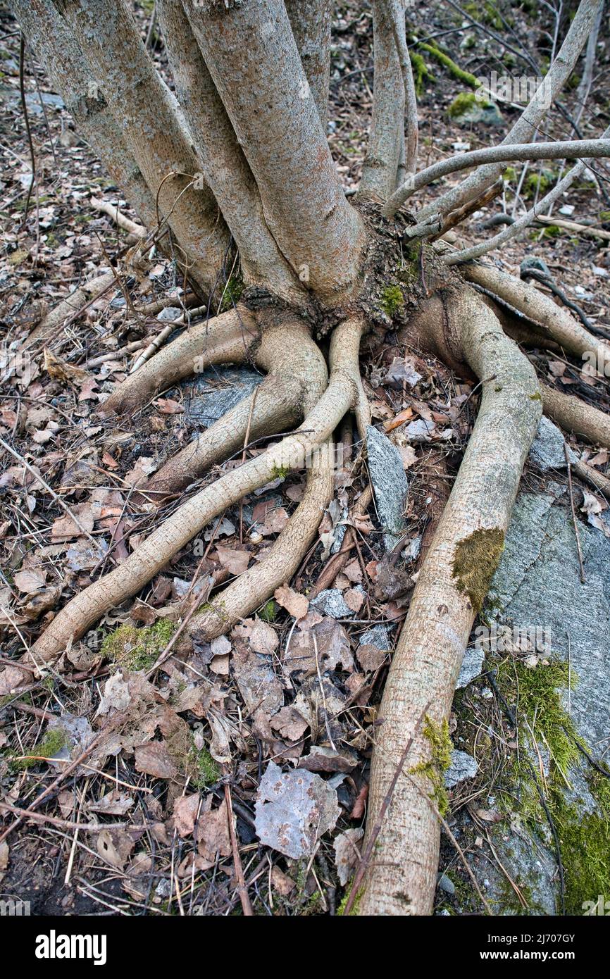 Exposed tree roots in forest Stock Photo - Alamy