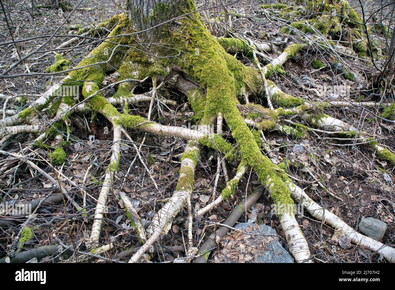 Exposed tree roots in forest Stock Photo - Alamy