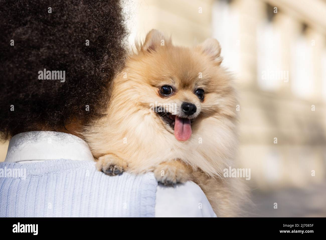 back view of brunette and curly woman holding pomeranian spitz Stock ...