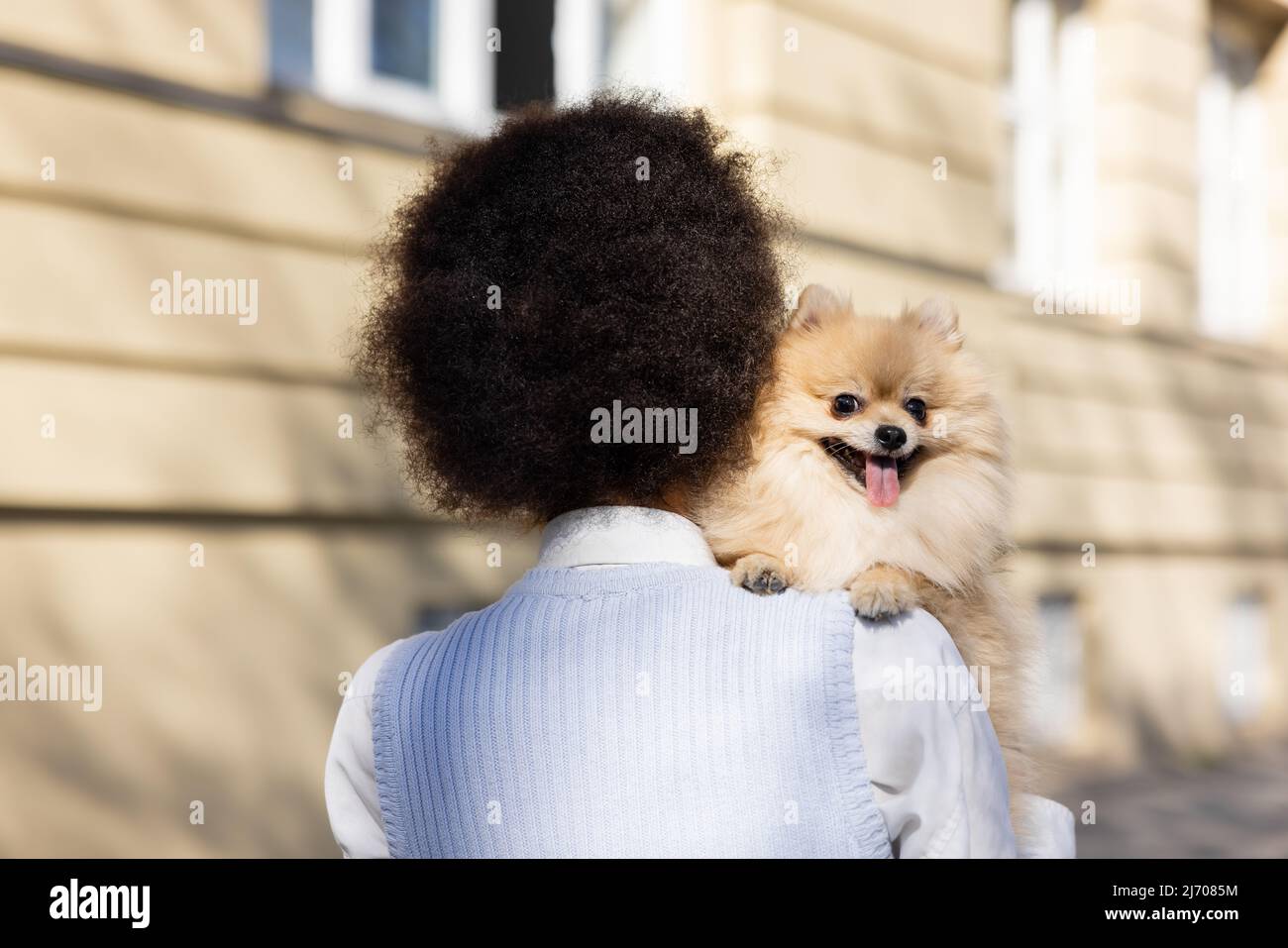 back view of curly african american woman holding pomeranian dog Stock ...