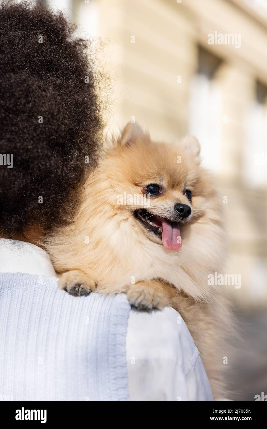 back view of curly woman holding pomeranian spitz Stock Photo - Alamy
