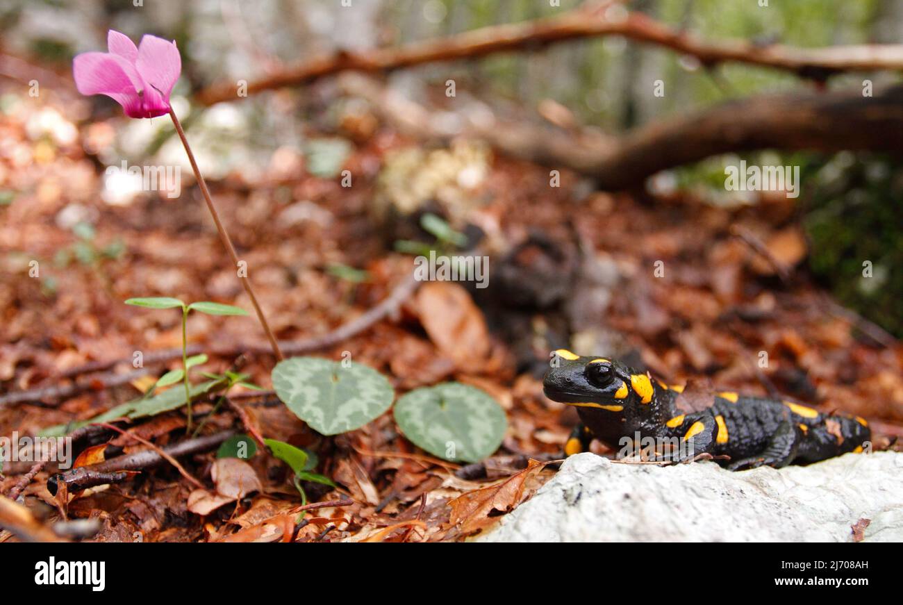 Fire salamander - Salamandra salamandra - is possibly the best-known ...