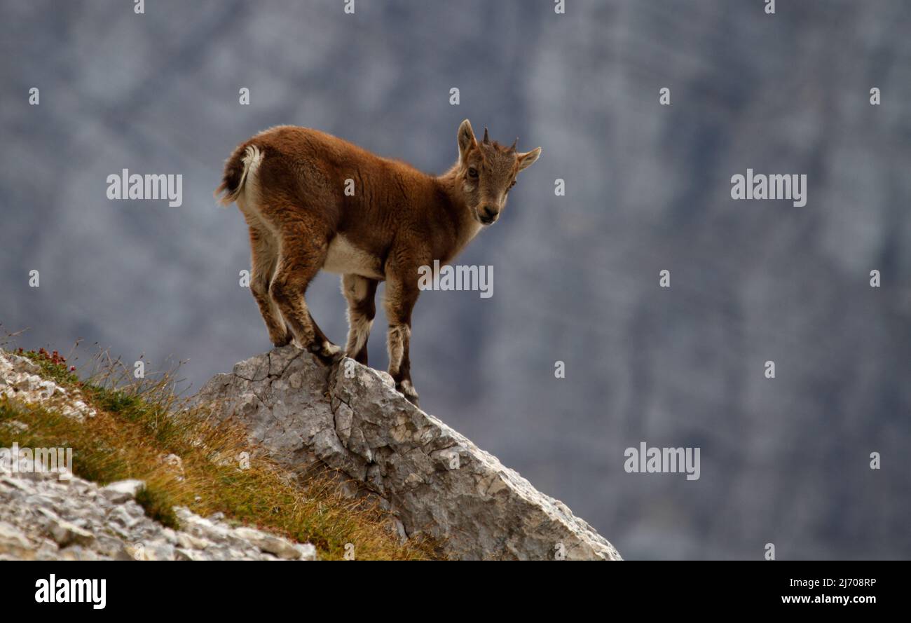 Alpine Ibex Baby