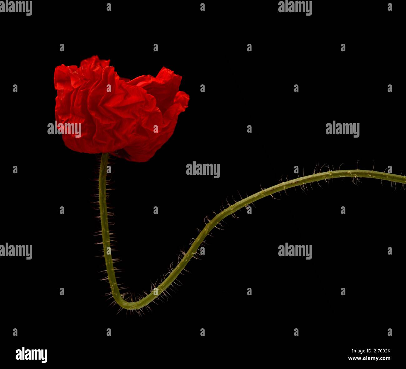Flora of Gran Canaria - Papaver rhoeas, common poppy isolated Stock ...