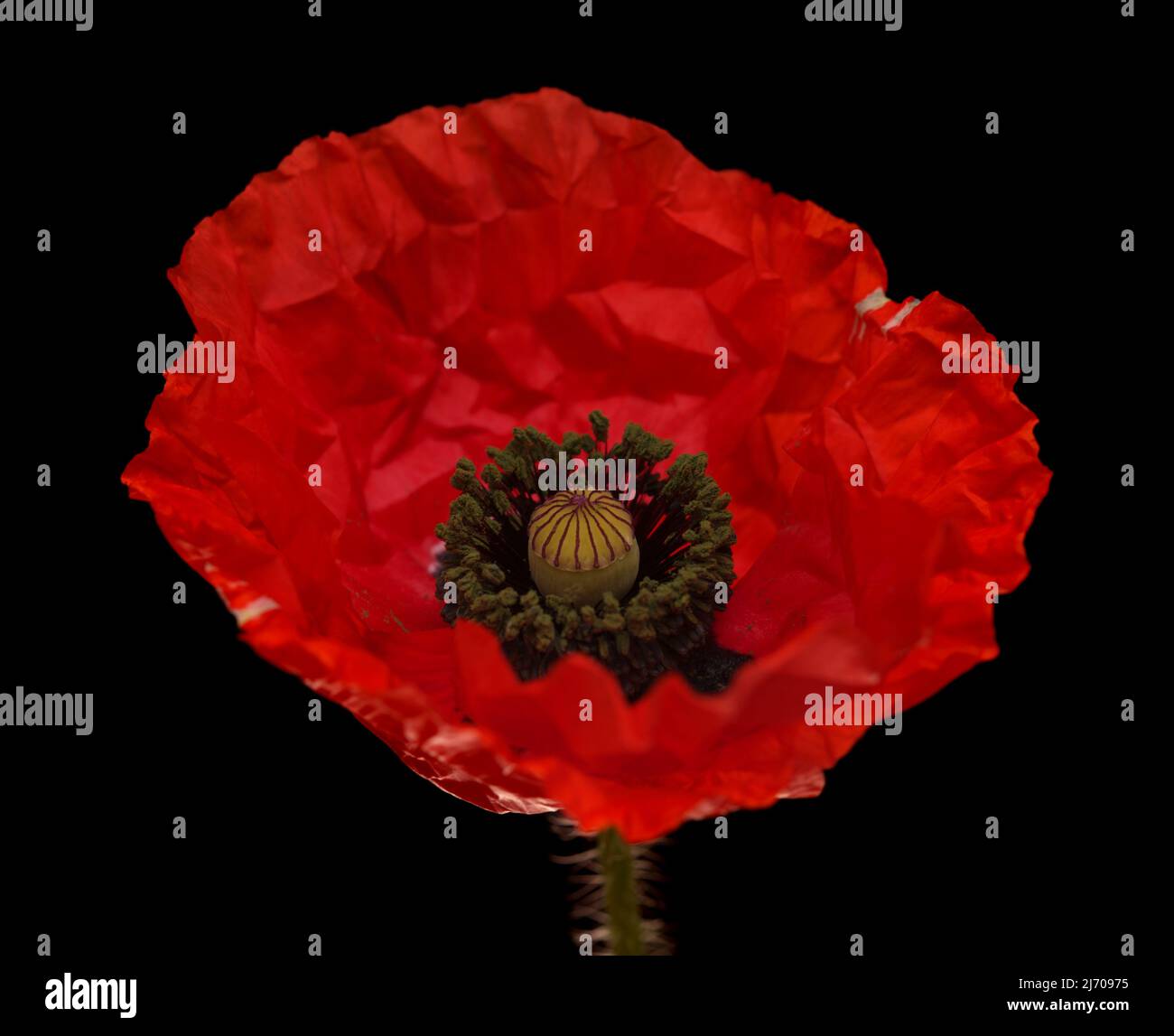 Flora of Gran Canaria - Papaver rhoeas, common poppy isolated Stock ...