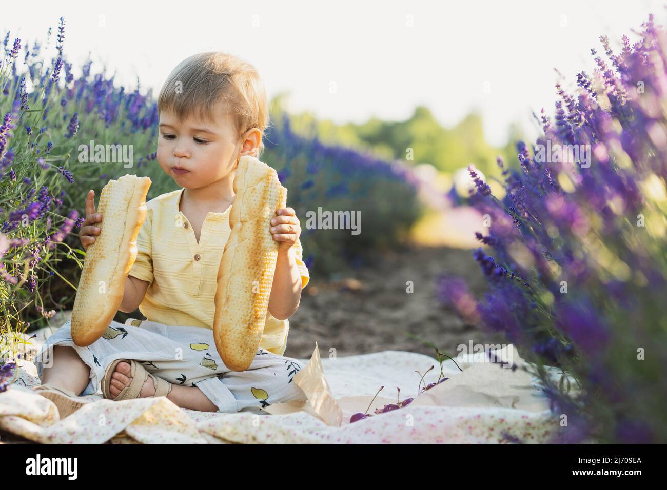 Cute hungry baby eating bread during picnic in a lavender field Stock ...