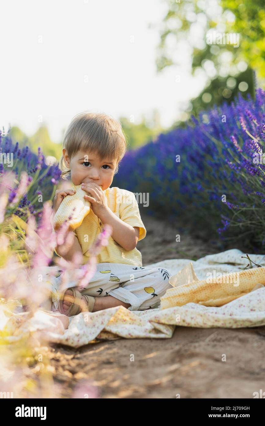 Cute hungry baby eating bread during picnic in a lavender field Stock ...