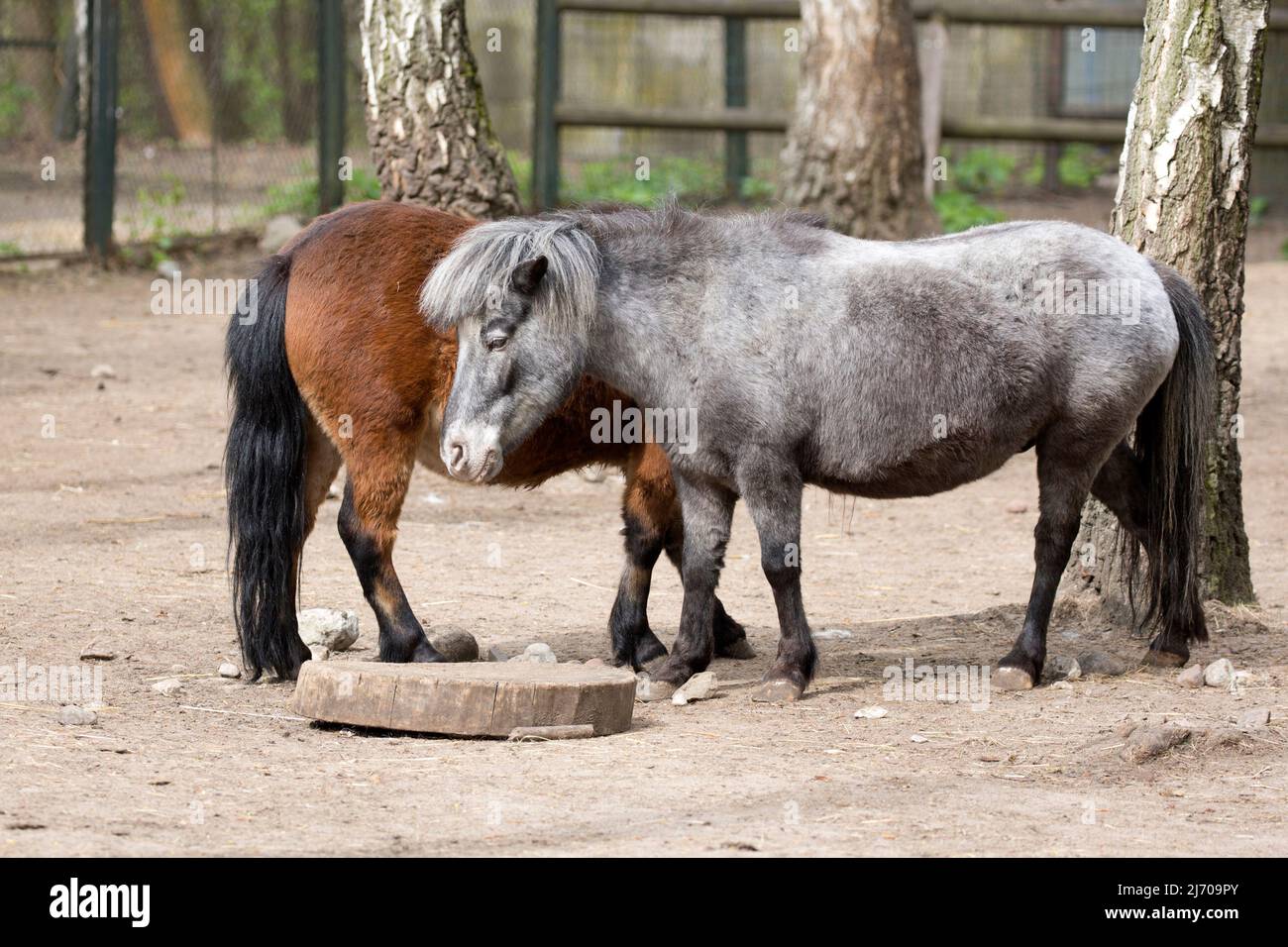 Two Ponies on the farm Stock Photo - Alamy