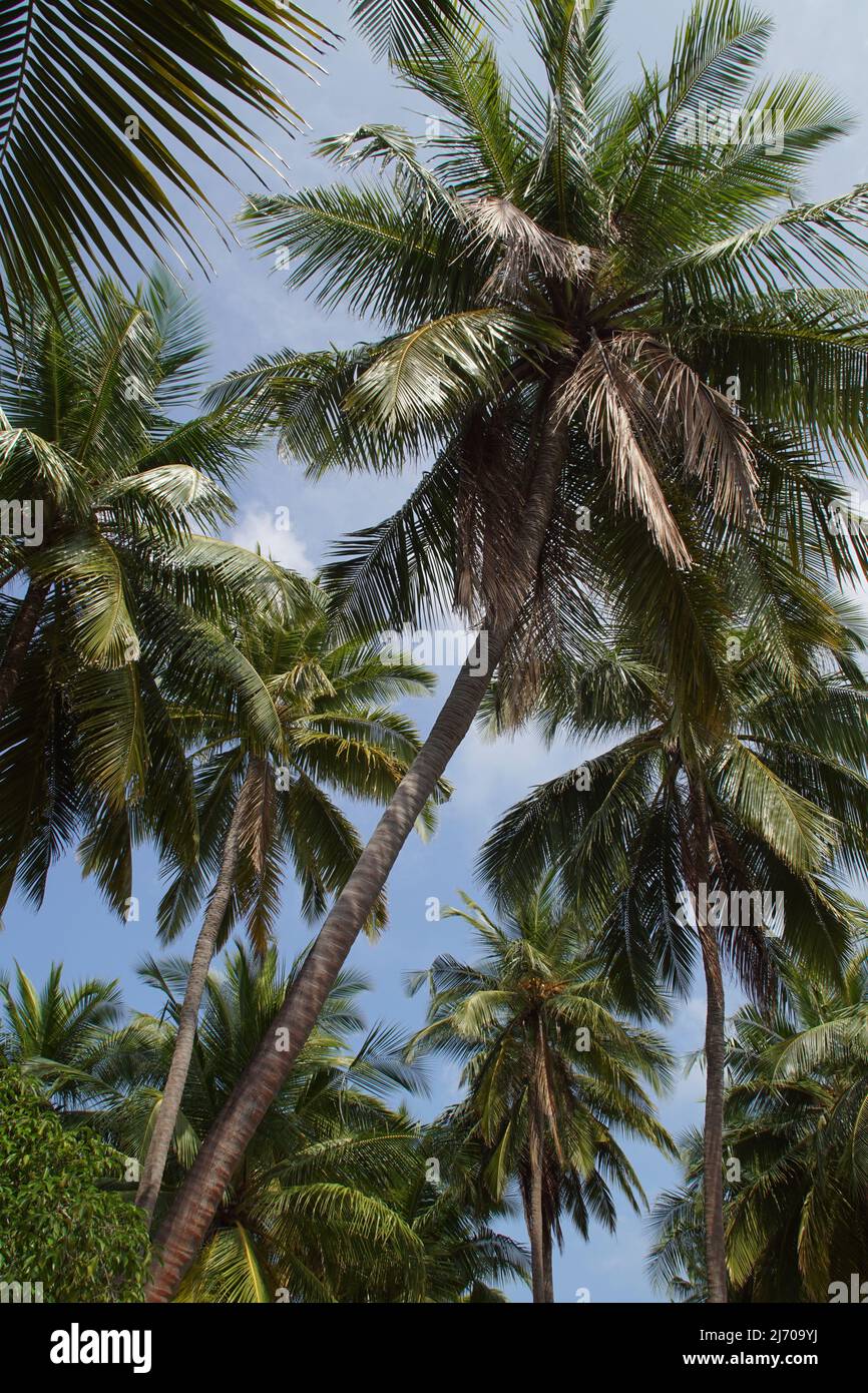 Palm forest hi-res stock photography and images - Alamy
