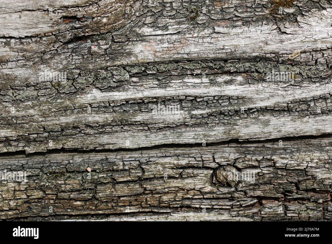 Tree trunk without bark with a nice texture of knots, cracks and left ...