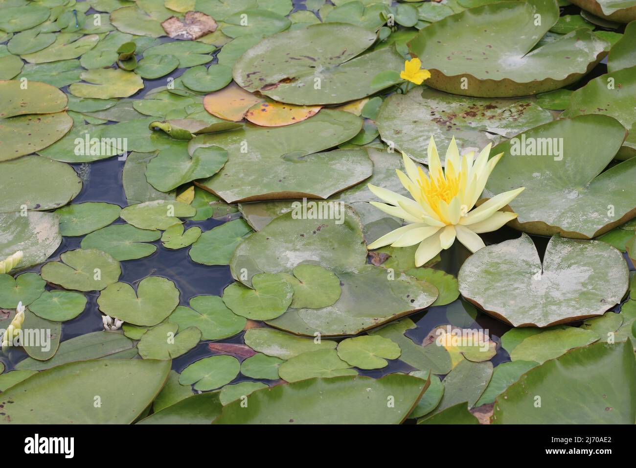 Single pale yellow water lily flower, Nymphaea species, with a ...