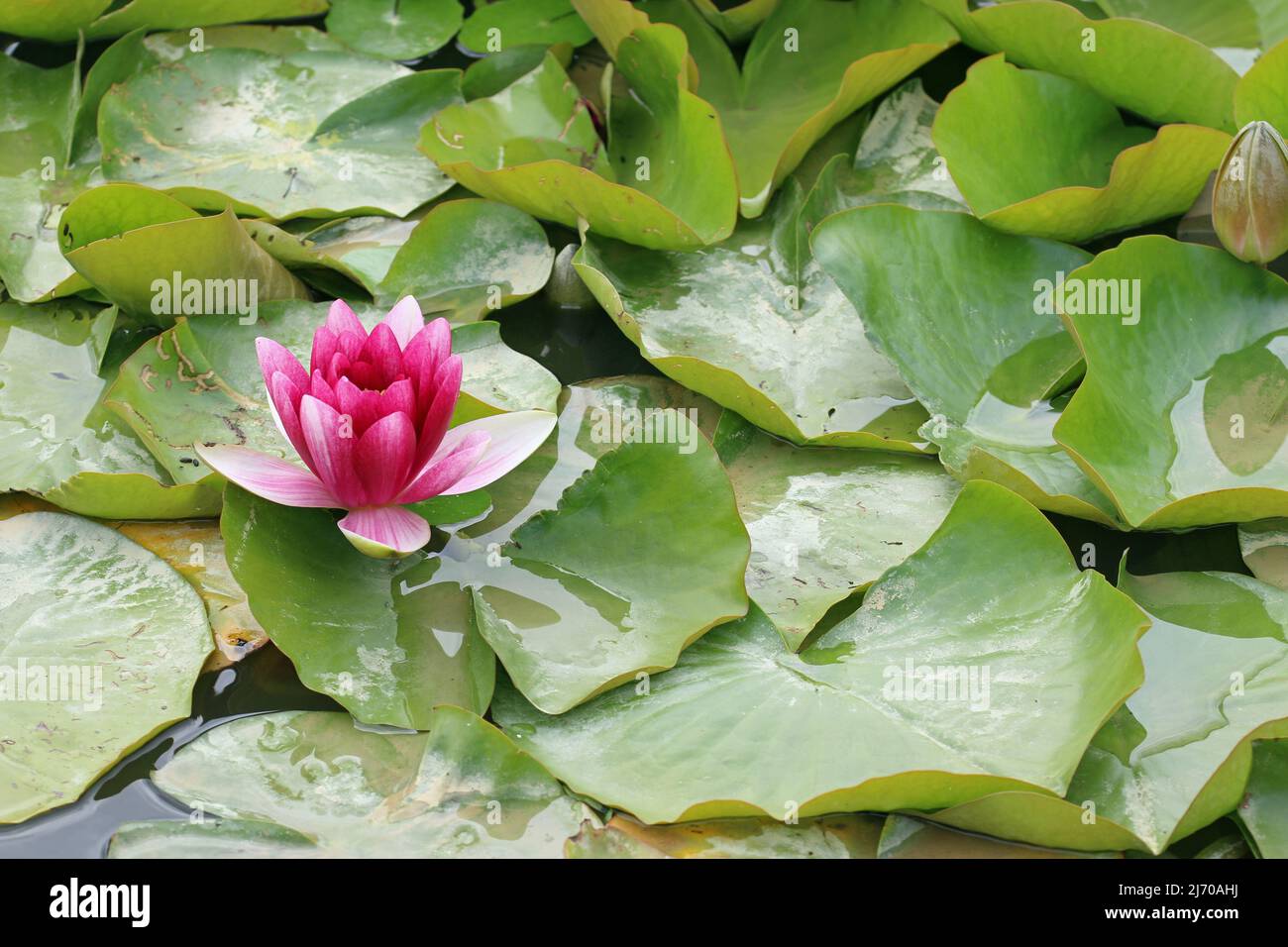 Single pink water lily flower, Nymphaea species, with a background of ...