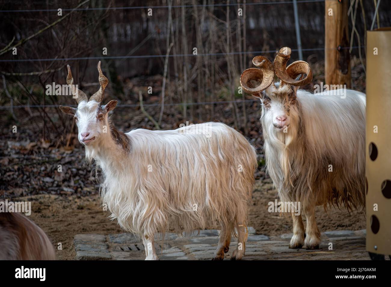 Curled horns hi-res stock photography and images - Alamy