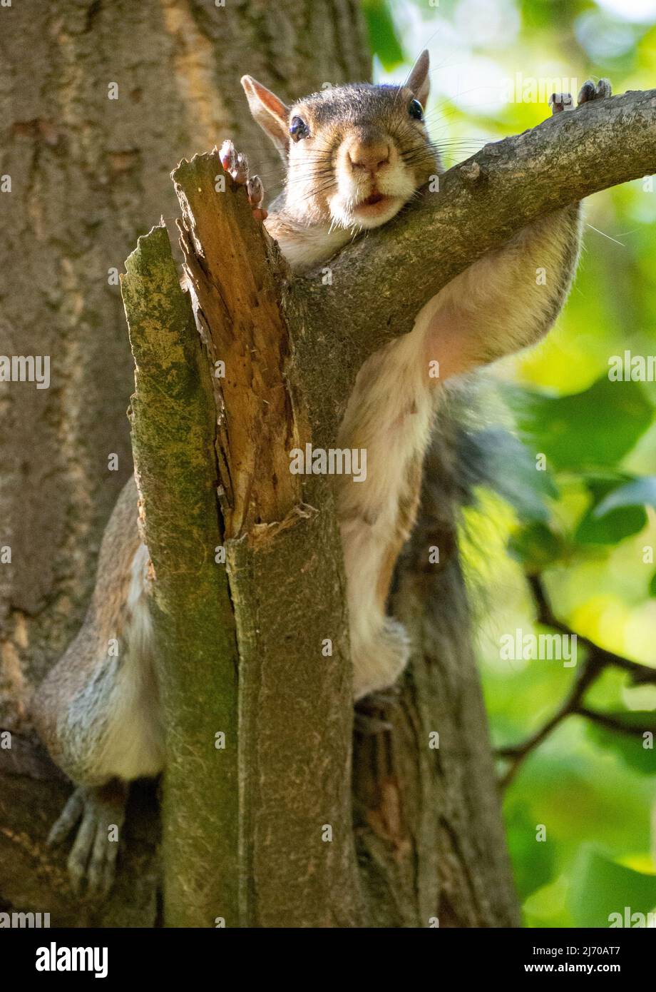 Italy squirrel hi-res stock photography and images - Alamy