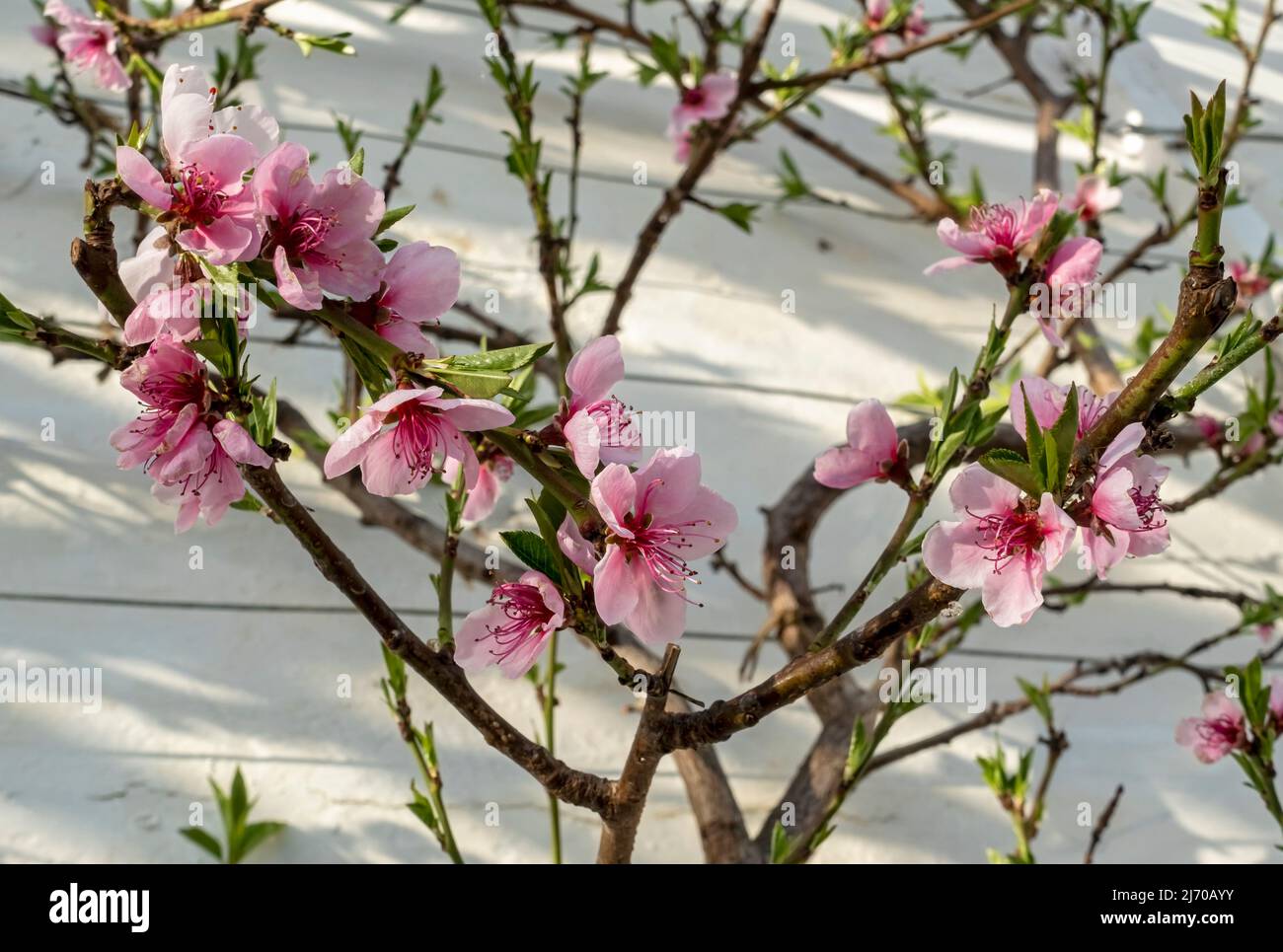 Peach tree hi-res stock photography and images - Alamy