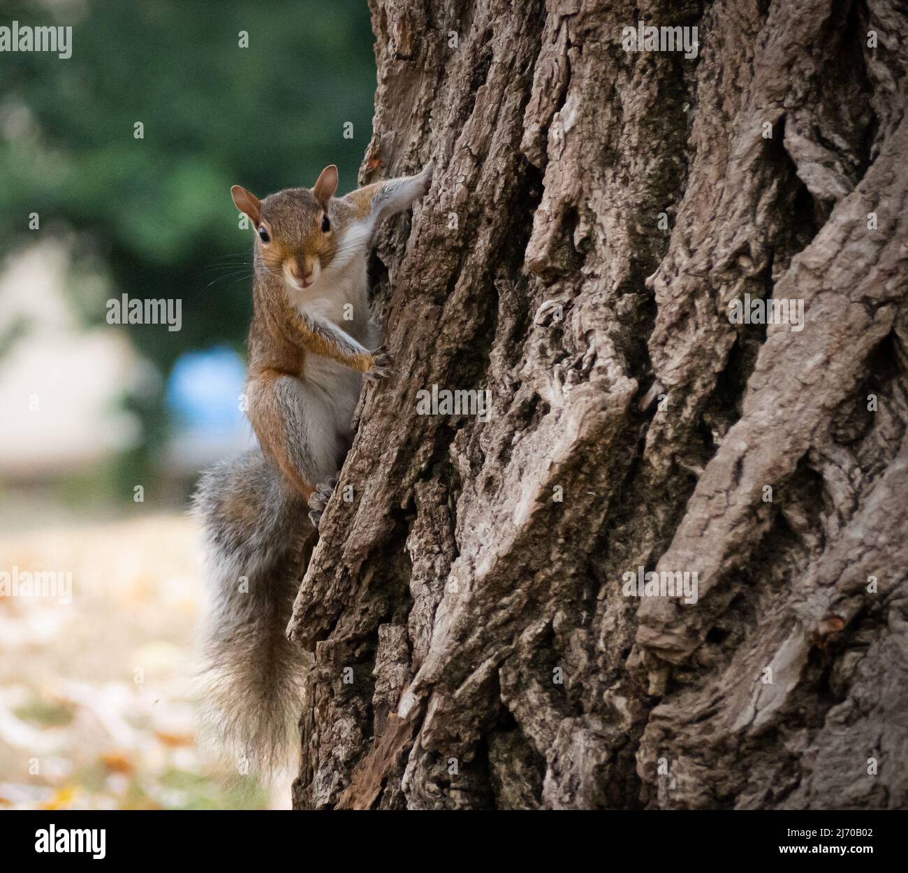 Squirrels in Turin Stock Photo - Alamy