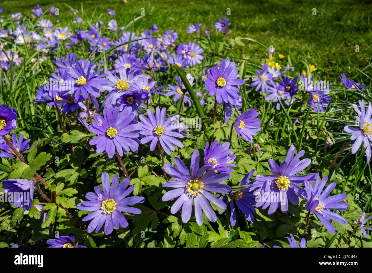 Close up of ranunculaceae blue anemone blanda winter windflower wood ...