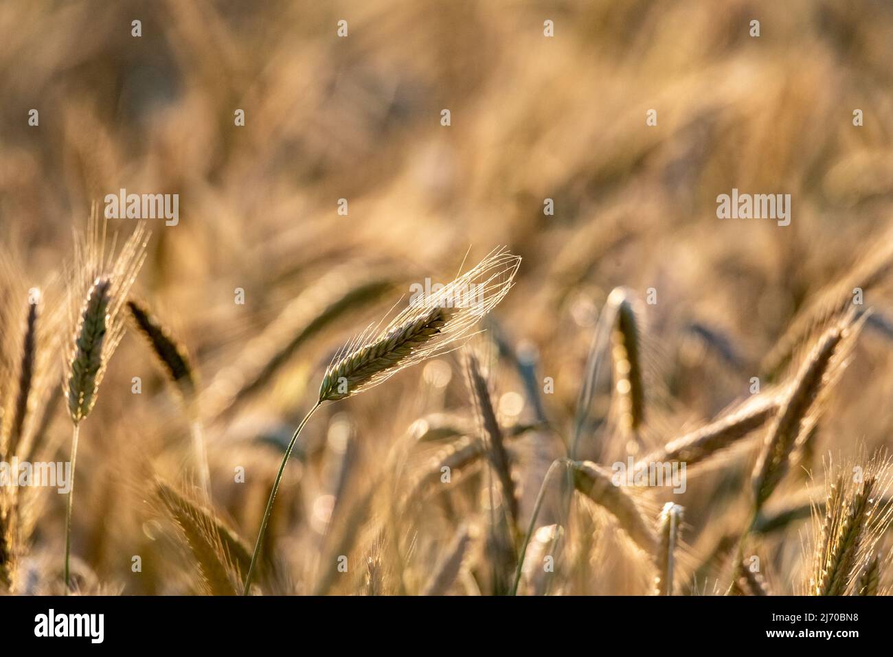 Rye in the field. Agricultural crops of grain. Rye ears with grain. A ...