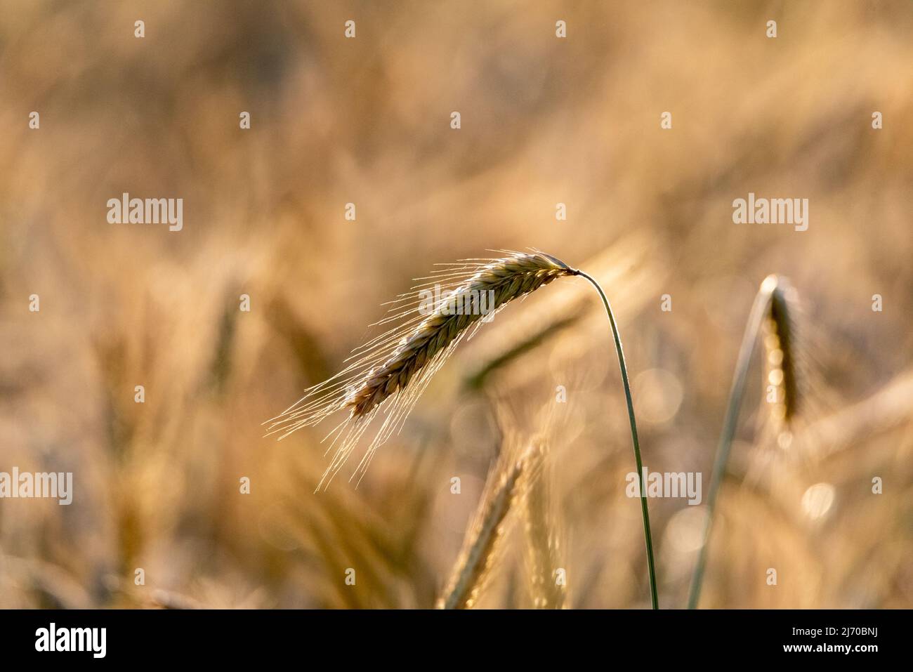 Rye in the field. Agricultural crops of grain. Rye ears with grain. A ...