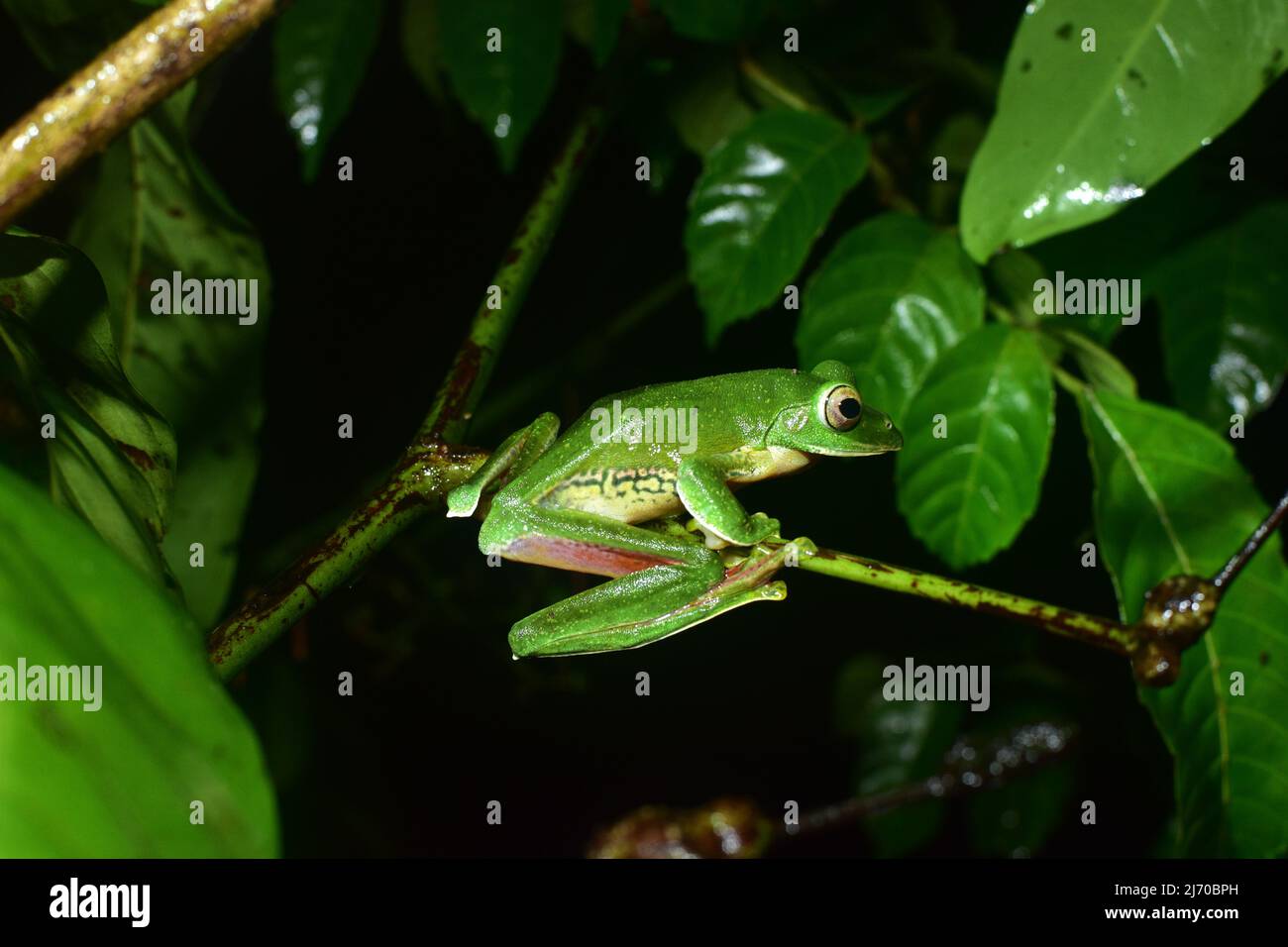 Malabar Gliding Frog, Amboli, Sindhudurg, Maharashtra, India Stock ...