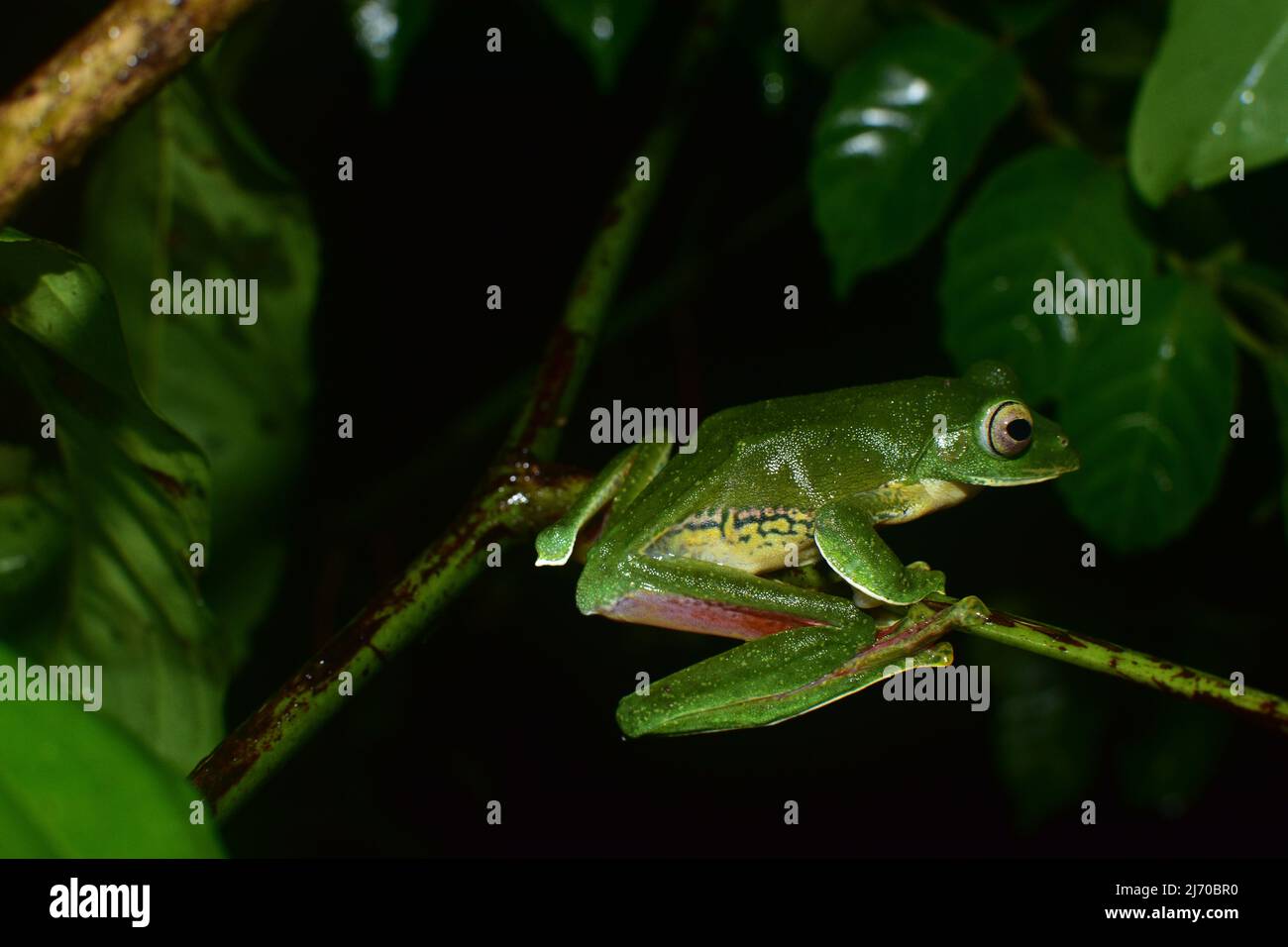Malabar Gliding Frog, Amboli, Sindhudurg, Maharashtra, India Stock ...