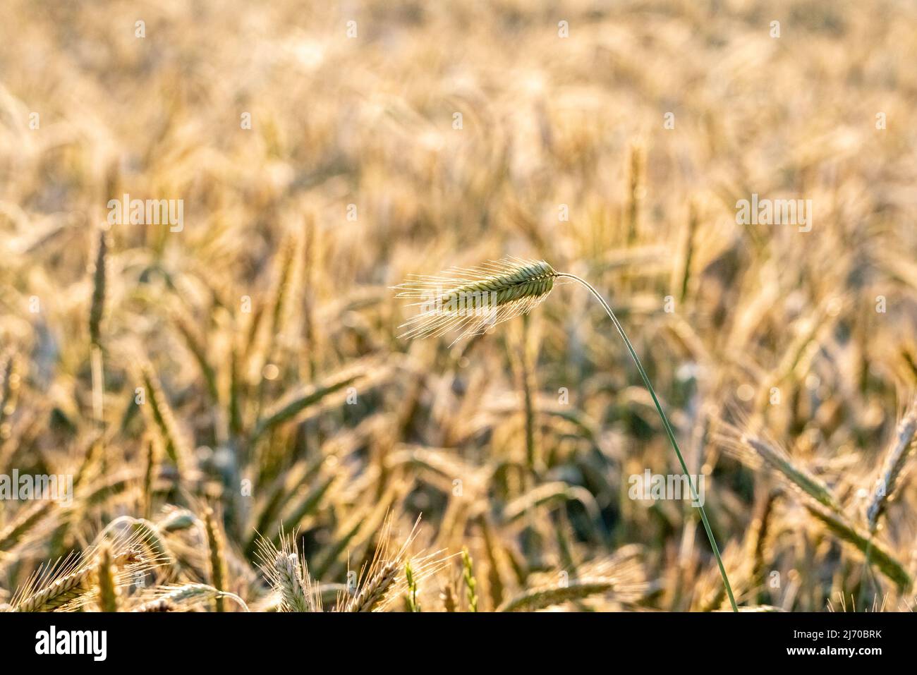 Rye in the field. Agricultural crops of grain. Rye ears with grain. A field with a grain ...