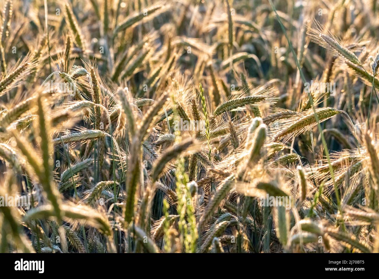Rye in the field. Agricultural crops of grain. Rye ears with grain. A ...