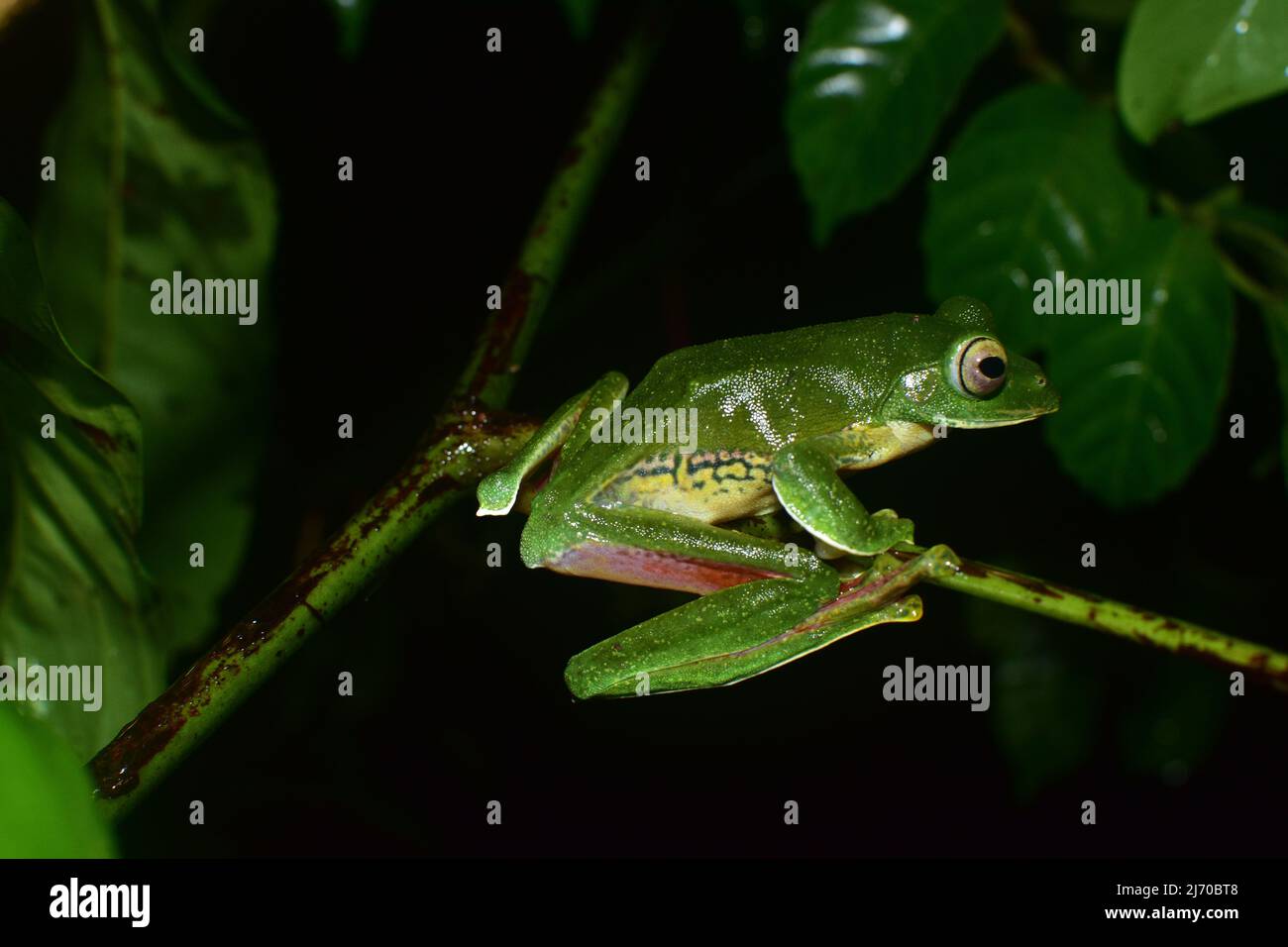 Malabar Gliding Frog, Amboli, Sindhudurg, Maharashtra, India Stock ...