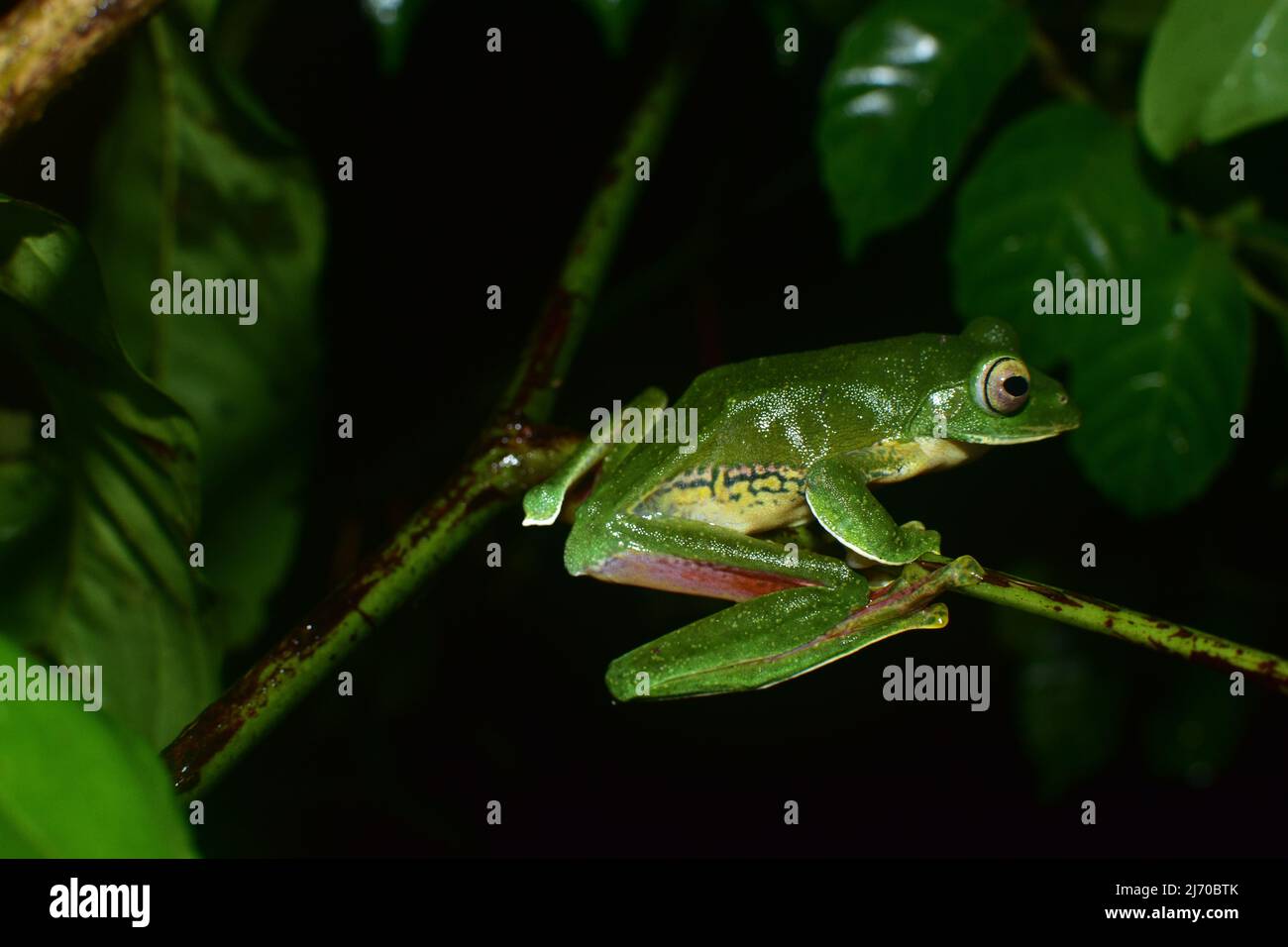Malabar Gliding Frog, Amboli, Sindhudurg, Maharashtra, India Stock ...