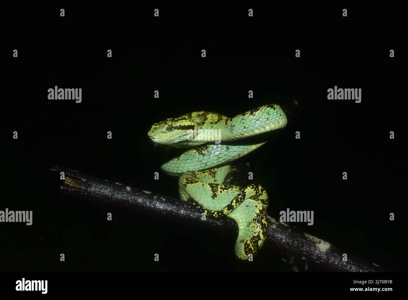 Malabar Pit Viper, Amboli, Sindhudurg, Maharashtra, India Stock Photo ...