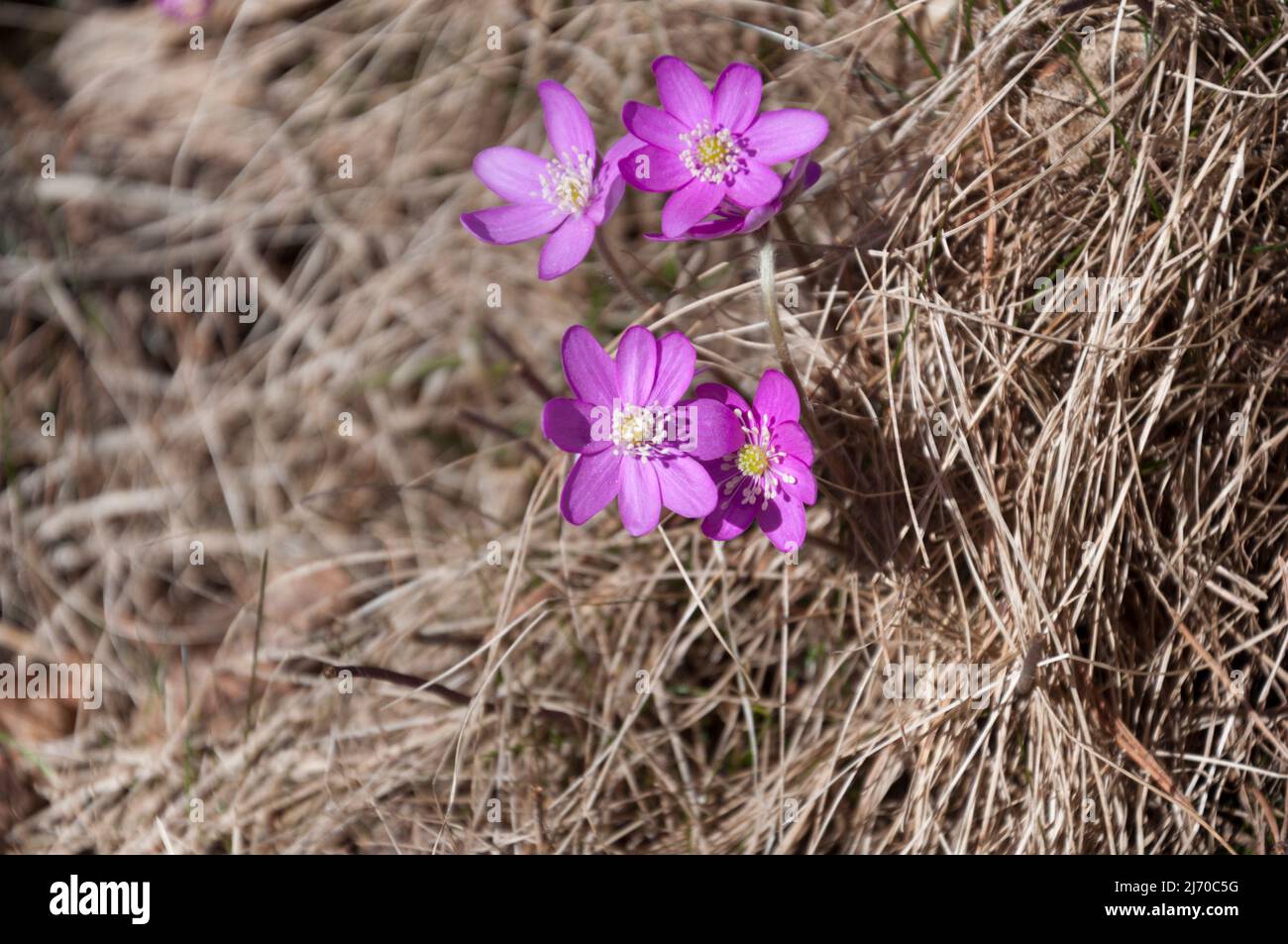 Anemone hepatica hepatica triloba hi-res stock photography and images ...