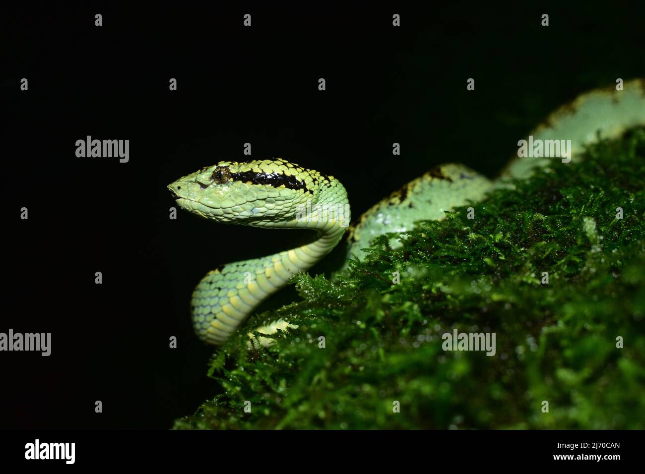 Malabar Pit Viper, Amboli, Sindhudurg, Maharashtra, India Stock Photo ...