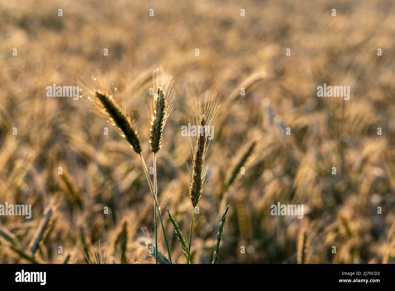 Rye in the field. Agricultural crops of grain. Rye ears with grain. A ...