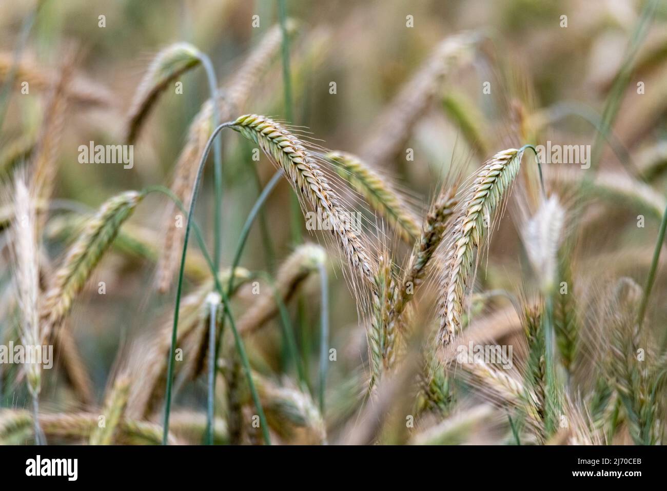 Rye in the field. Agricultural crops of grain. Rye ears with grain. A ...