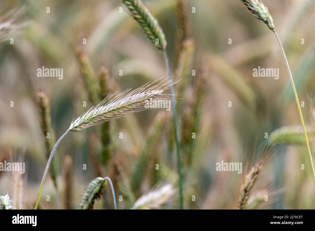 Rye in the field. Agricultural crops of grain. Rye ears with grain. A ...
