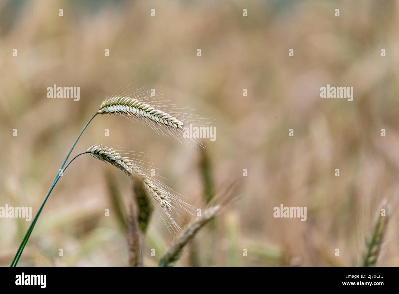Rye in the field. Agricultural crops of grain. Rye ears with grain. A ...