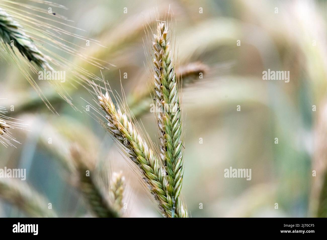 Rye in the field. Agricultural crops of grain. Rye ears with grain. A ...