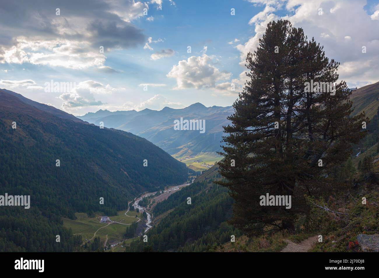 Aerial pine trees alps hi-res stock photography and images - Alamy