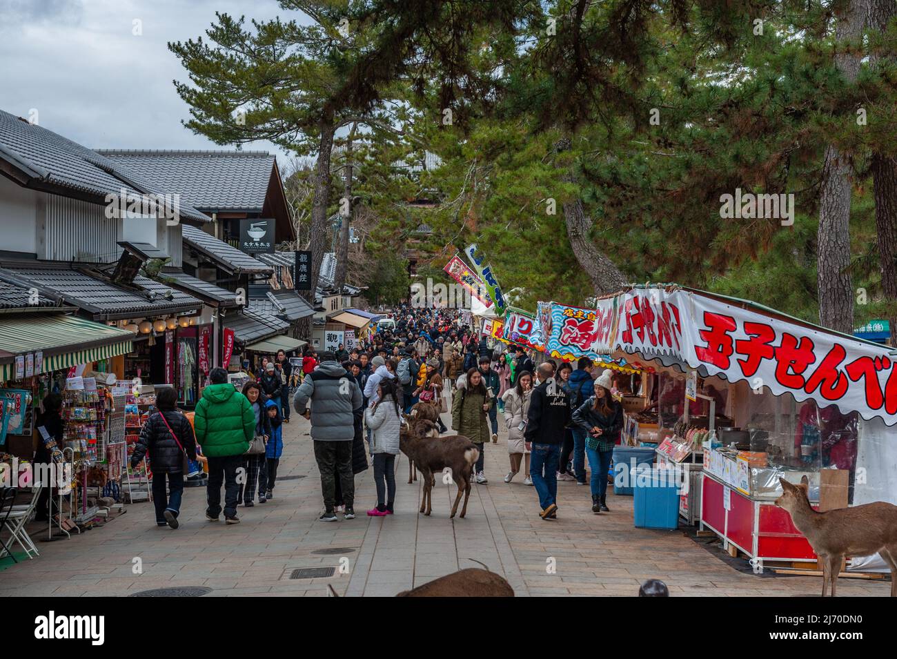Nara, Japan - January 5, 2020.Exterior shot of Nara Park. Nara is a ...